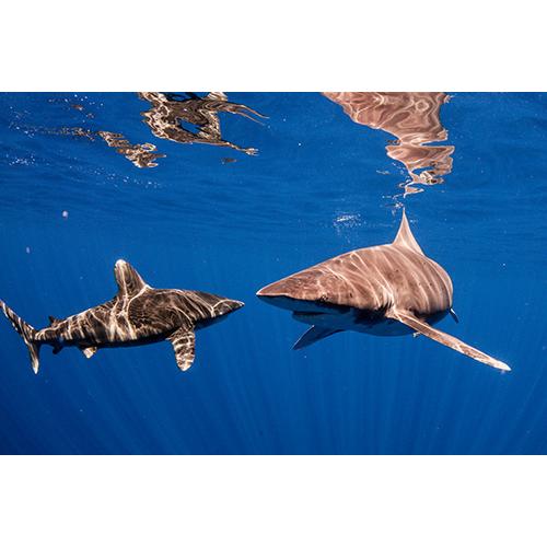 Shark Ecology Experience