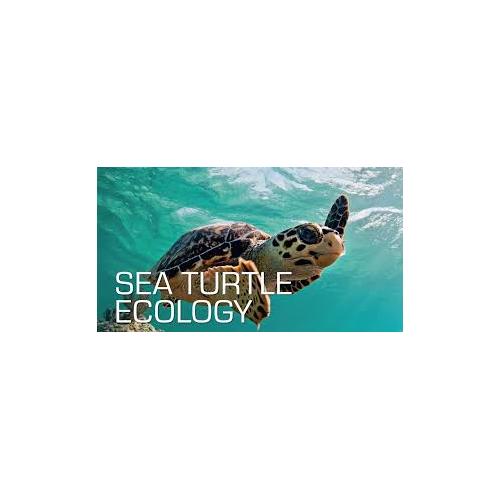 Sea Turtle Ecology