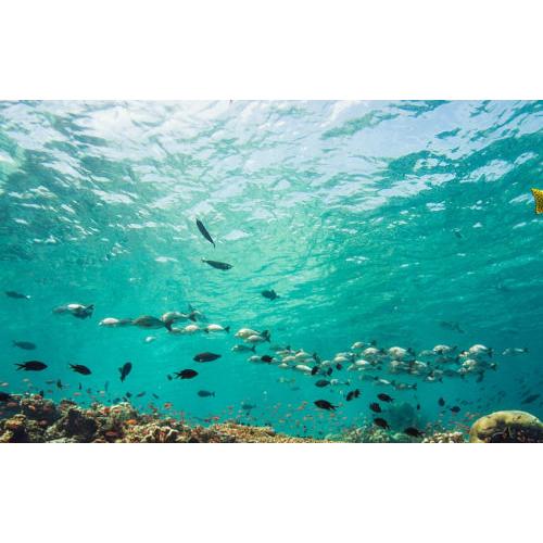 Project AWARE – Fish Identification