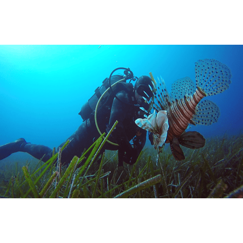 The Project AWARE - Invasive Lionfish Tracker