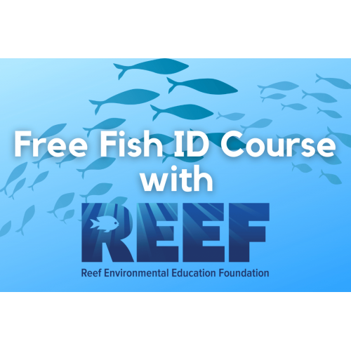 REEF Fish Identification Course