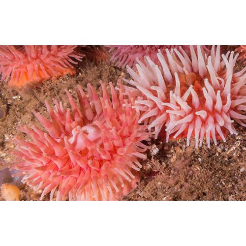 Marine Life Identification