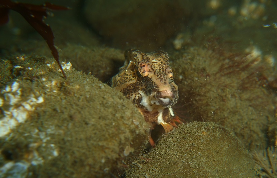 PADI Fish ID Specialty Course