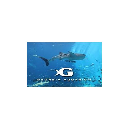 Georgia Aquarium - Dive With The Gentle Giants