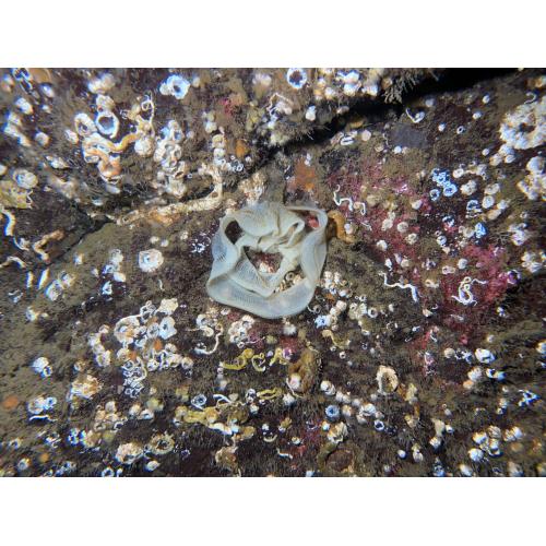 By Sea ~ Pinnacle/Seamount