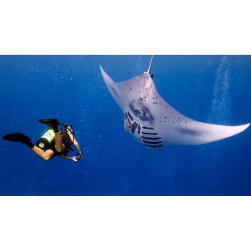 Yap - August 22-29 (September 6), 2026 - Manta Ray Bay Resort