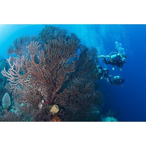 TIDES Coral Reef Experience