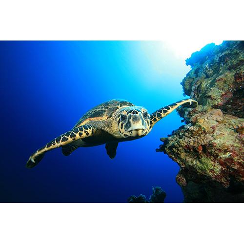 Land & Sea Experience