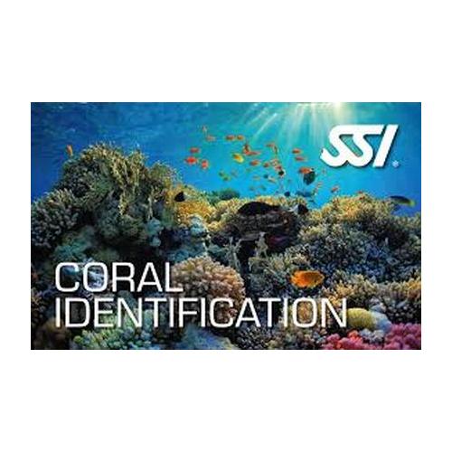 Coral Identification