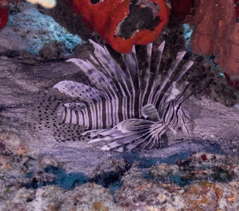 Lion Fish Hunter