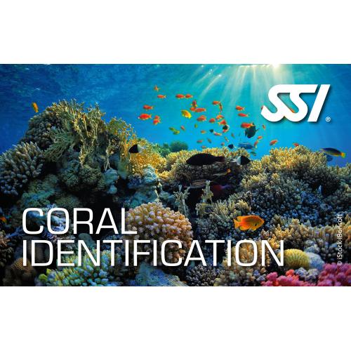 Coral Identification Diver