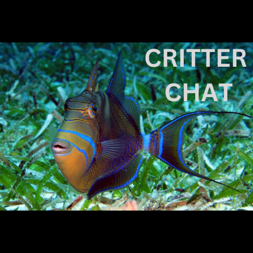 Critter Chat