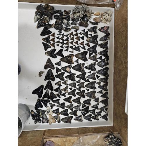 Meg Tooth Dive Trip NC