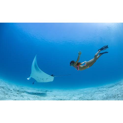 PADI Skin Diver Certification