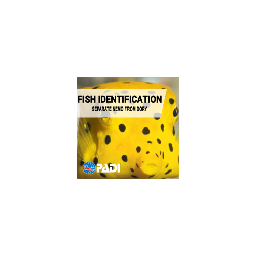 PADI Fish Identification Course in Albuquerque, New Mexico