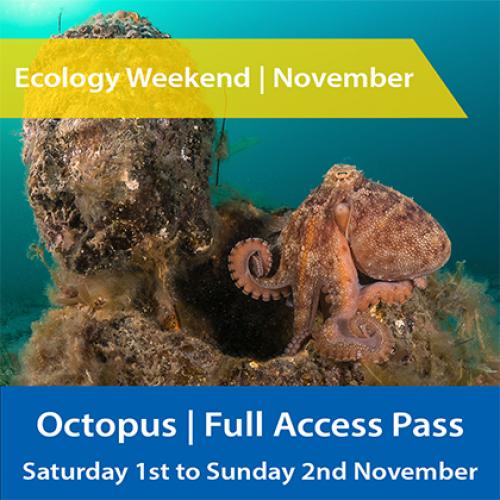 Octopus | Ecology Weekend Full Access Pass