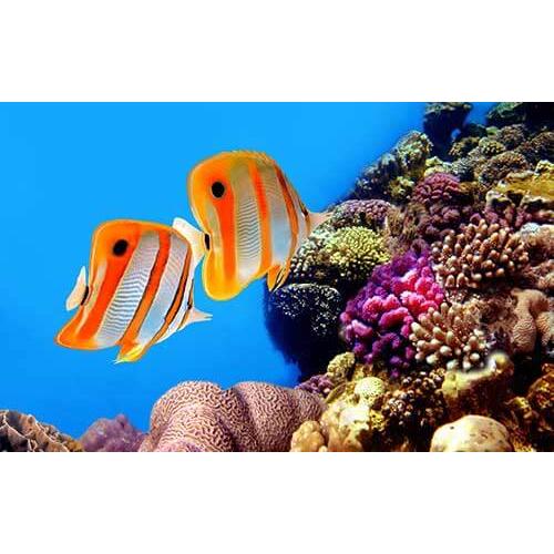 PADI AWARE Fish Identification