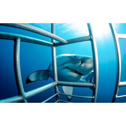 Cage Diving with Sharks | Ultimate Shark Encounter Experience