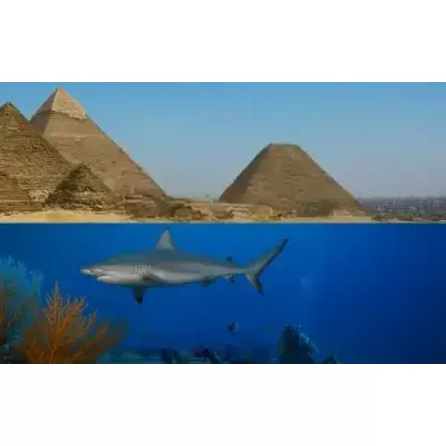 Red Sea Liveaboard – Egypt Dive Trip | MV Blue Horizon | May 2026