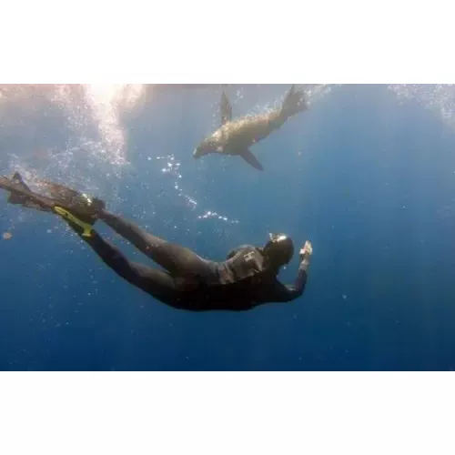 Snorkelling & Freediving with Seals | Sydney's Ultimate Marine Adventure