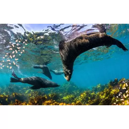 Scuba Dive with Seals | Unforgettable Marine Encounters
