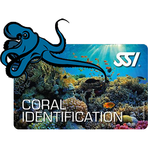 CORAL IDENTIFICATION