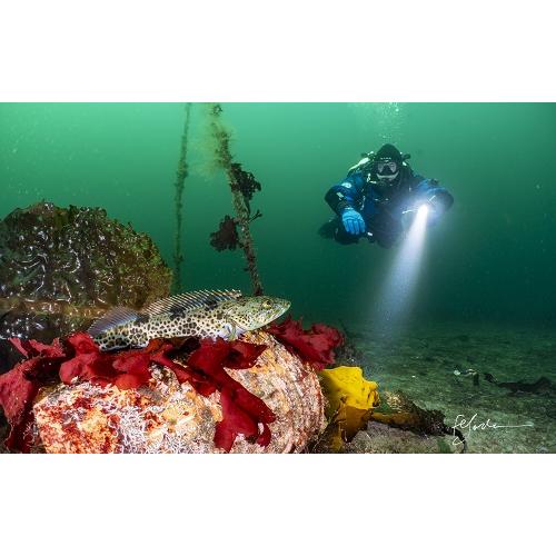 PADI Fish Identification Specialty